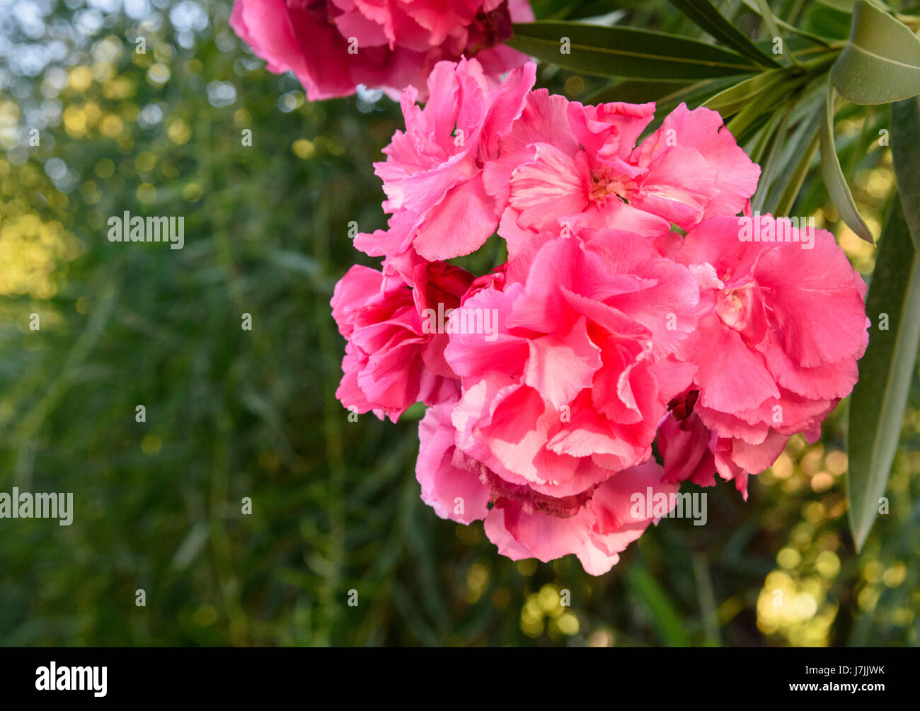 Pink Nerium oleander flower on tree in the garden Stock Photo - Alamy