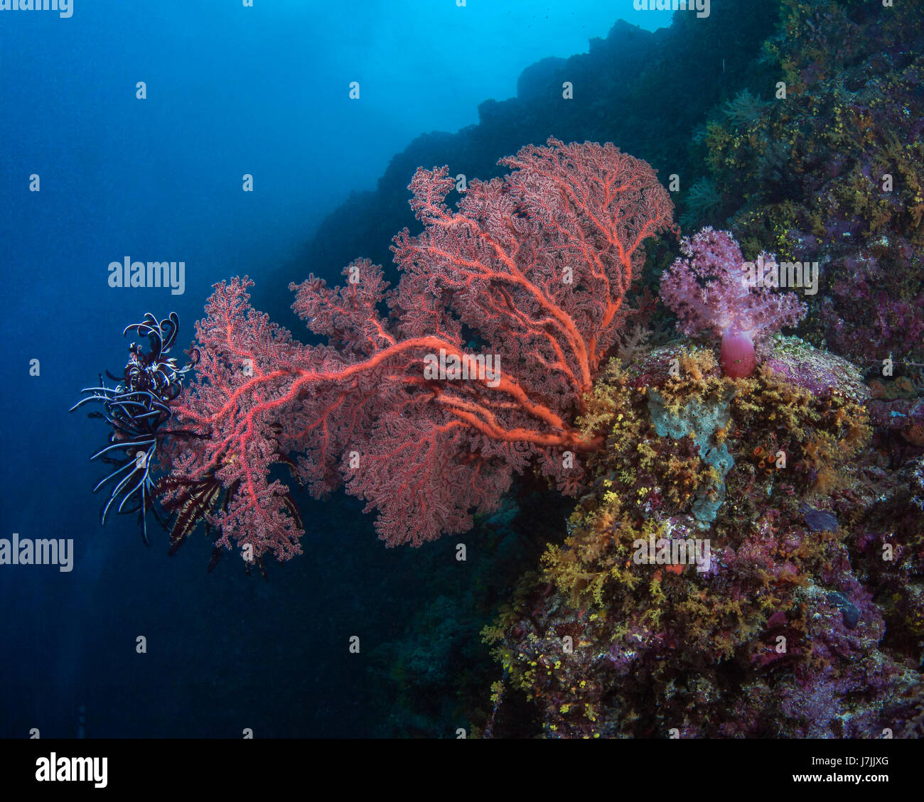 Red gorgonian seafan with crinoid on wall reef. Spratly Islands, South ...