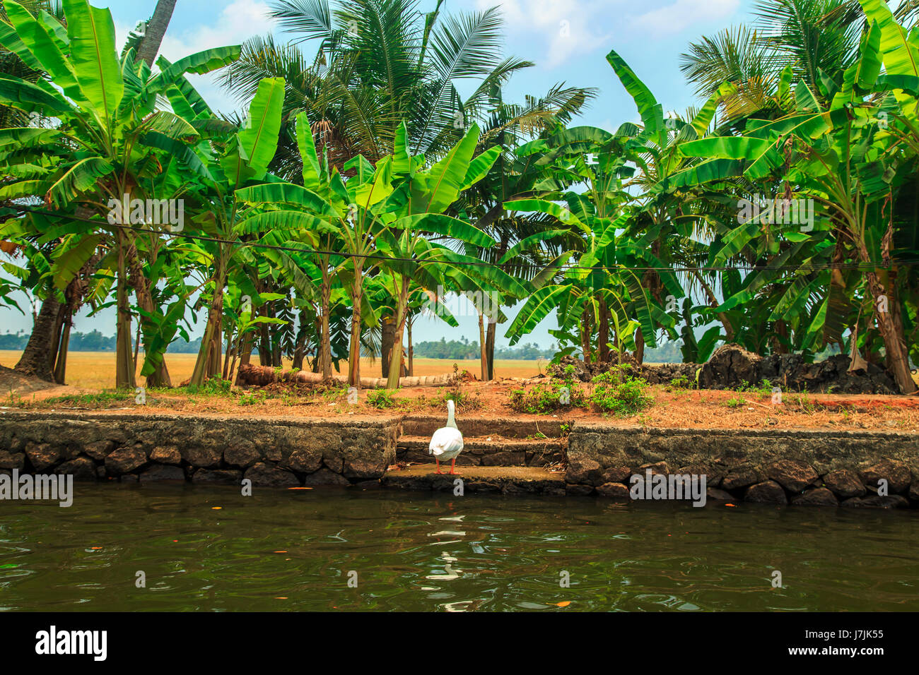 Banana trees with bunches of bananas. Plantations in South India Stock ...