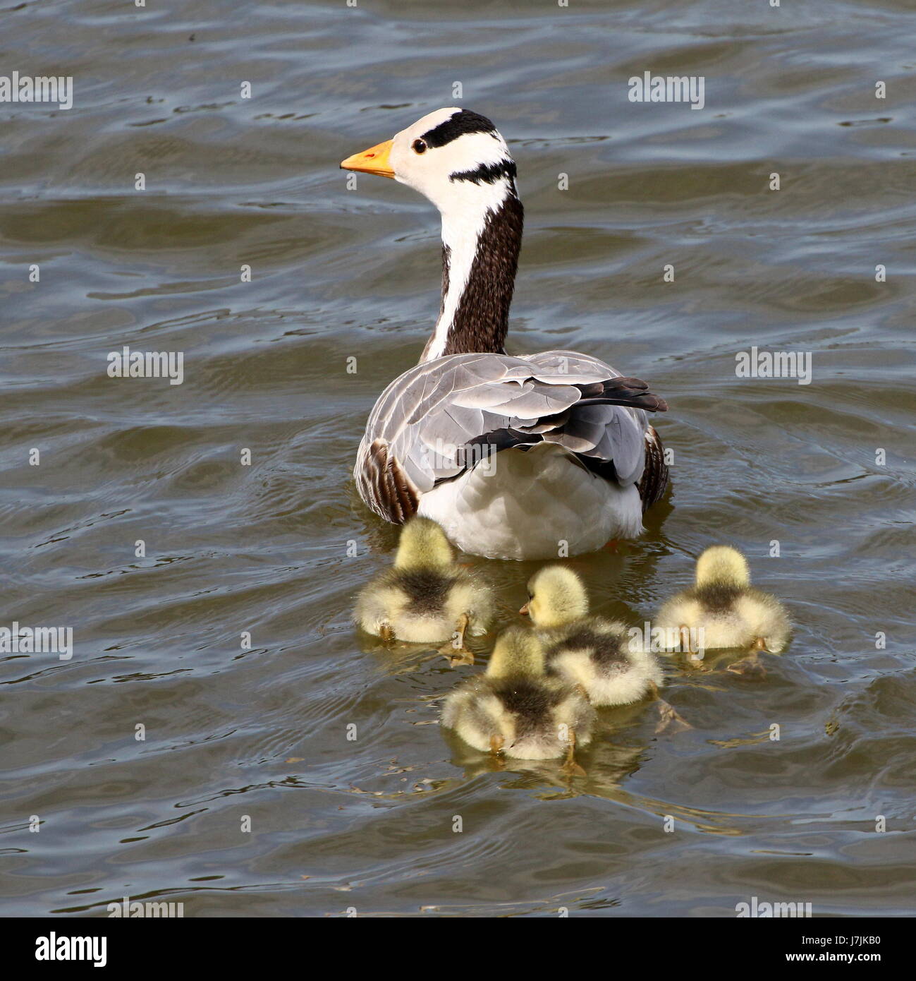 Ansar indio bar headed goose anser indicus hi-res stock photography and ...