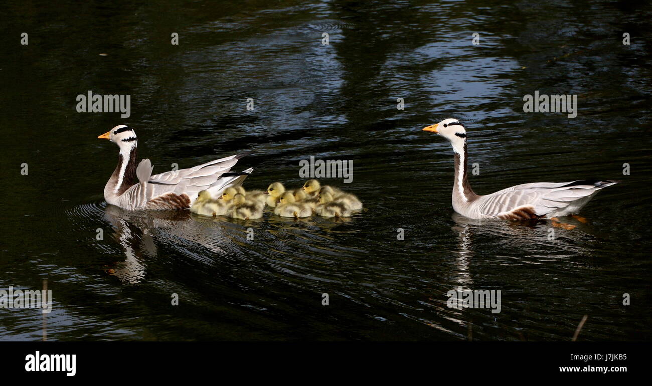 Proud Bar headed Goose parents (Anser Indicus) swimming with their ...