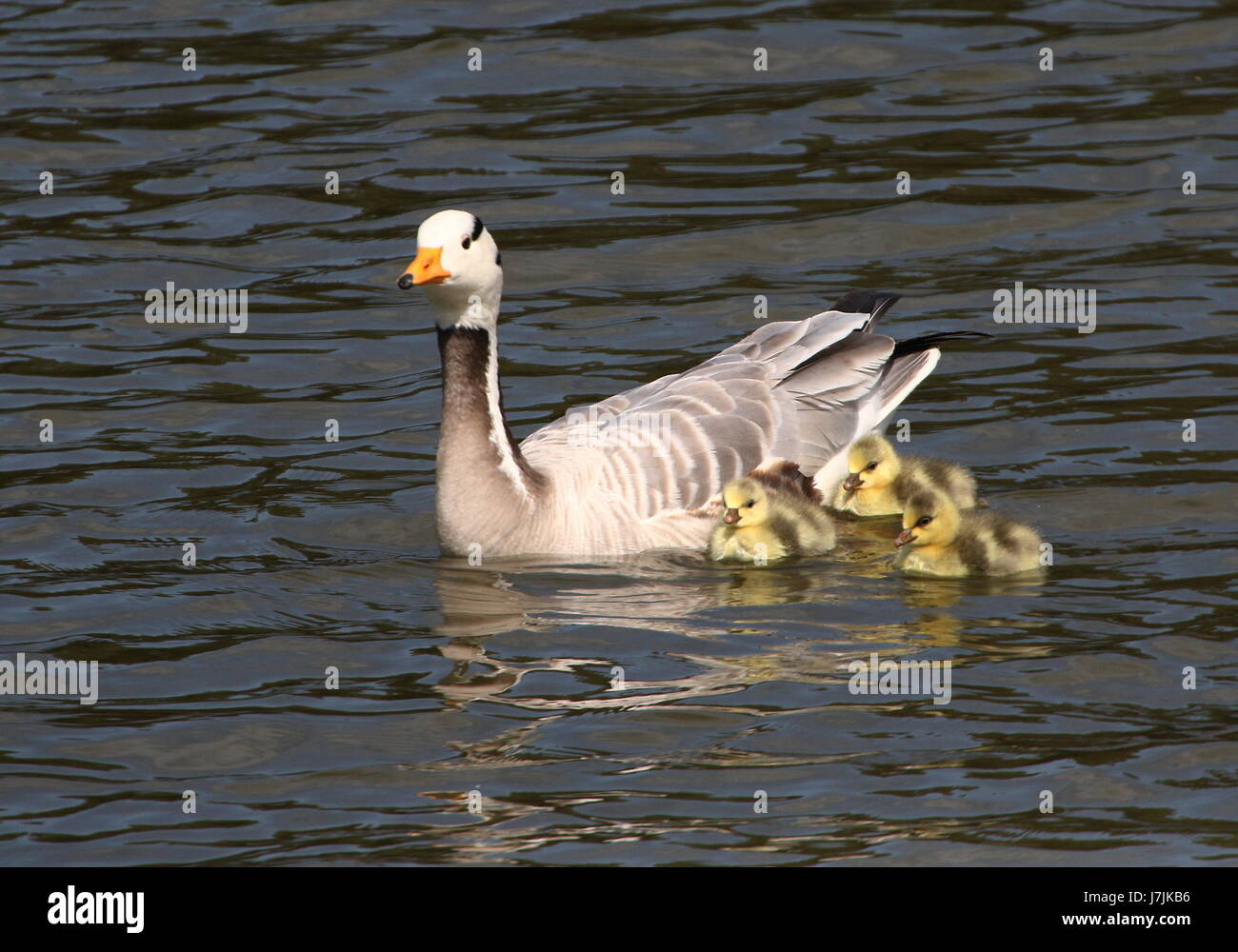 Mother Bar-headed Goose (Anser Indicus) swimming with many newborn baby ...