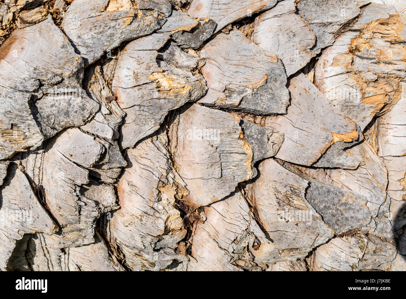 Close up photo of palm tree trunk. Pattern, texture Stock Photo - Alamy