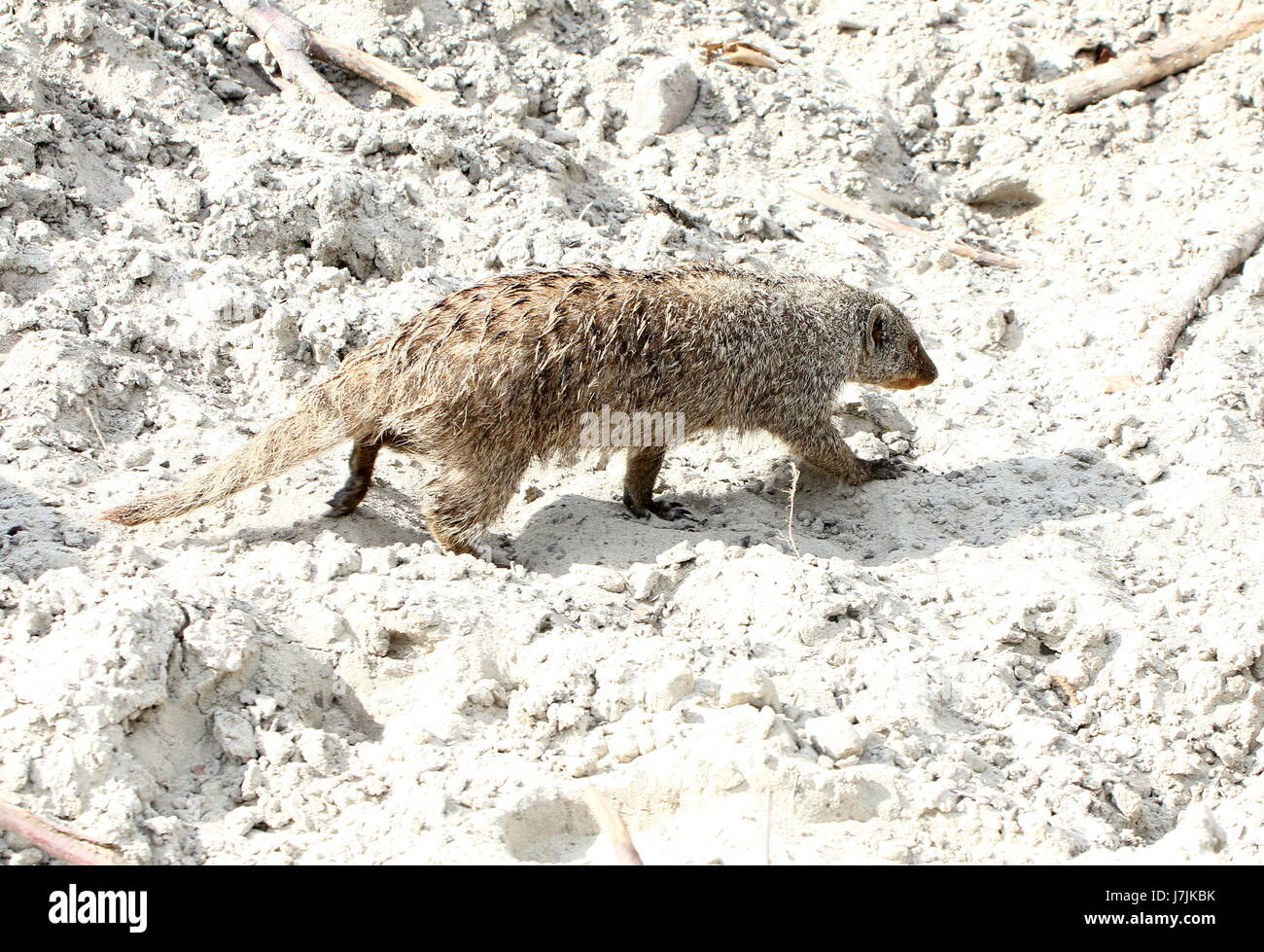 East African Banded mongoose (Mungos mungo Stock Photo - Alamy