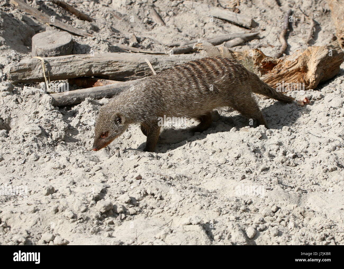 East African Banded mongoose (Mungos mungo Stock Photo - Alamy