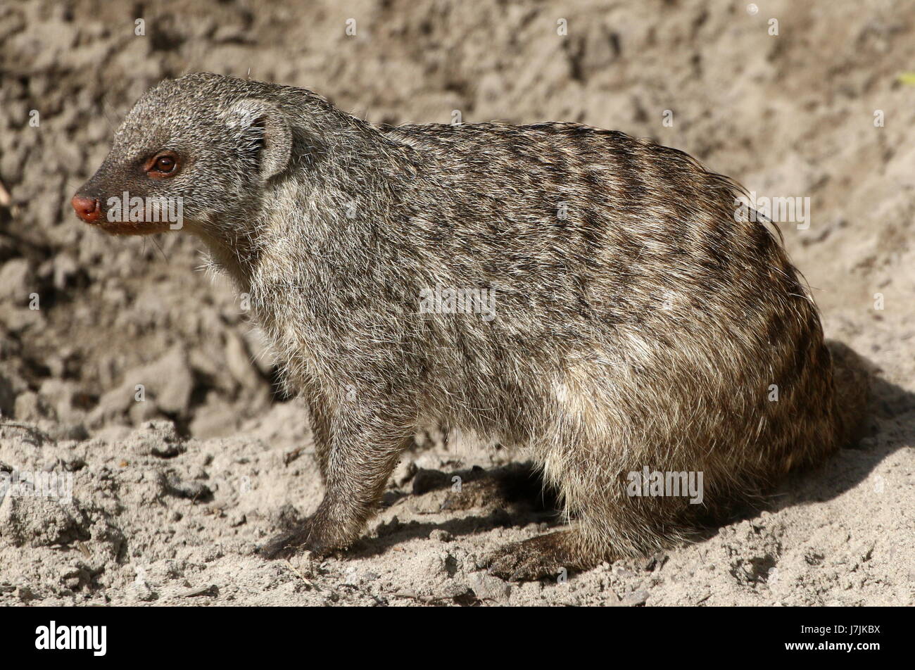 Mongoose africa teeth hi-res stock photography and images - Alamy