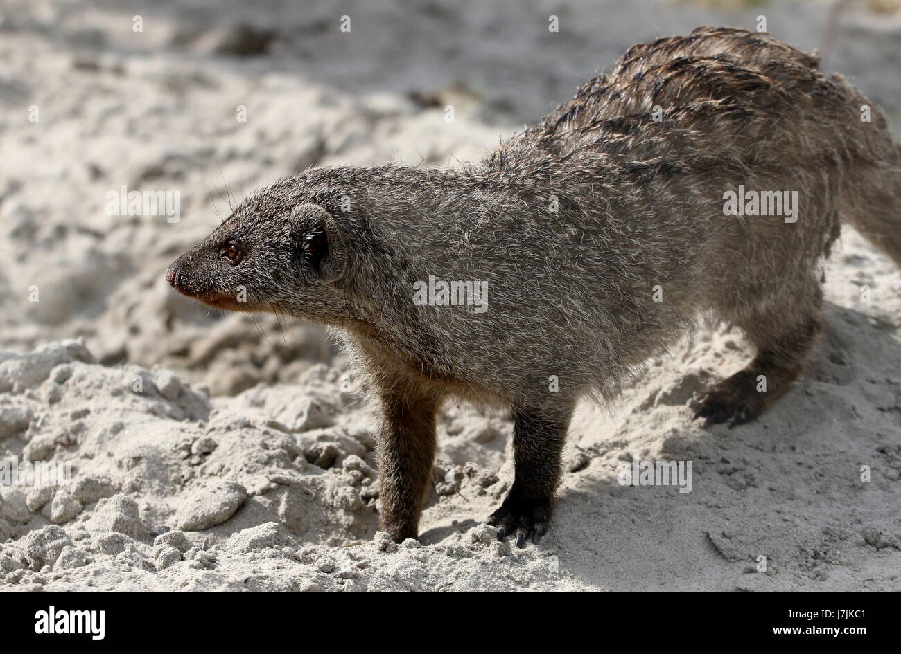 East African Banded mongoose (Mungos mungo Stock Photo - Alamy