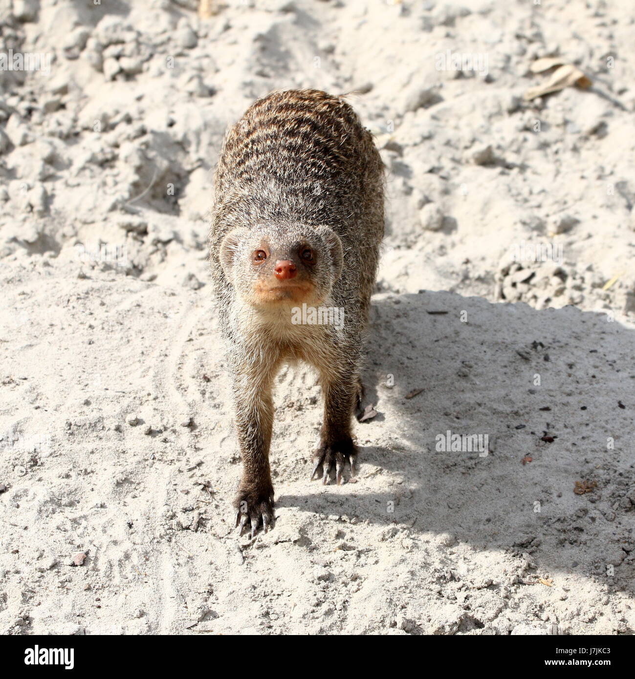 East African Banded mongoose (Mungos mungo Stock Photo - Alamy