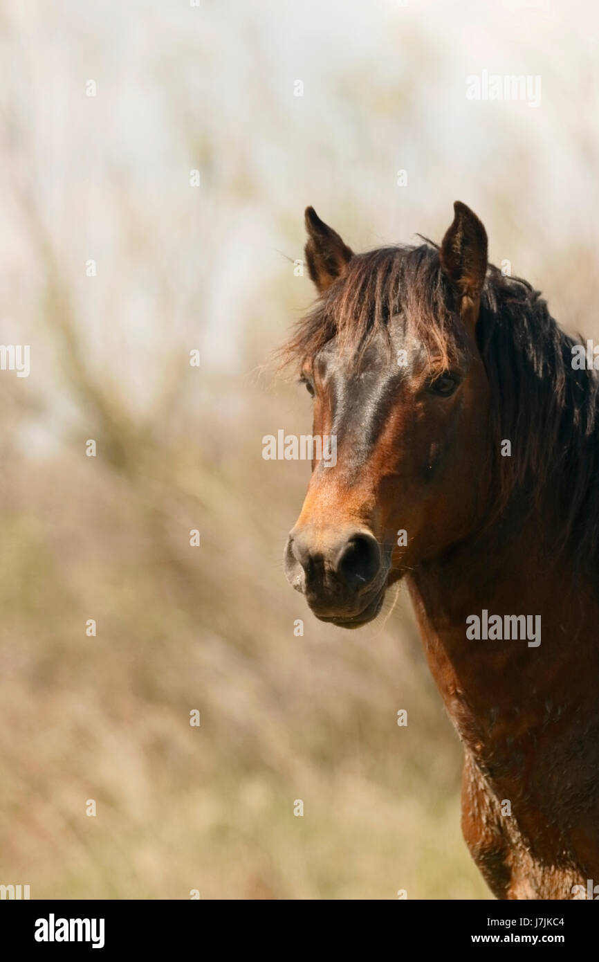 Danube Delta horse or Letea horse stallion showing head and neck ...