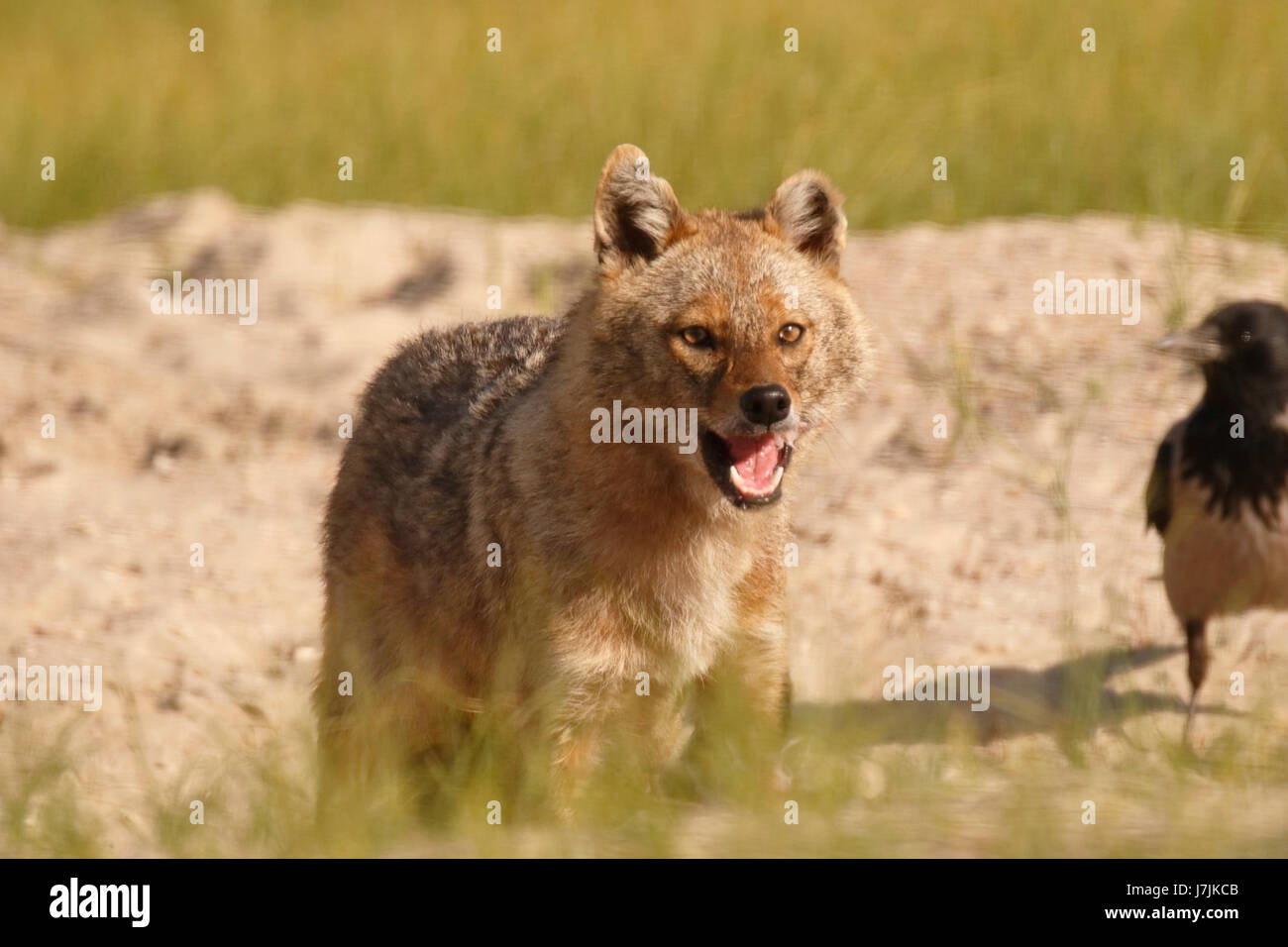 Crow attacks jackal hi-res stock photography and images - Alamy