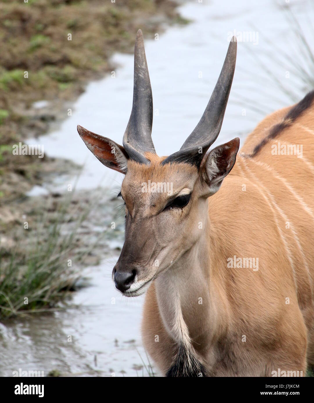 Alce antilope hi-res stock photography and images - Alamy