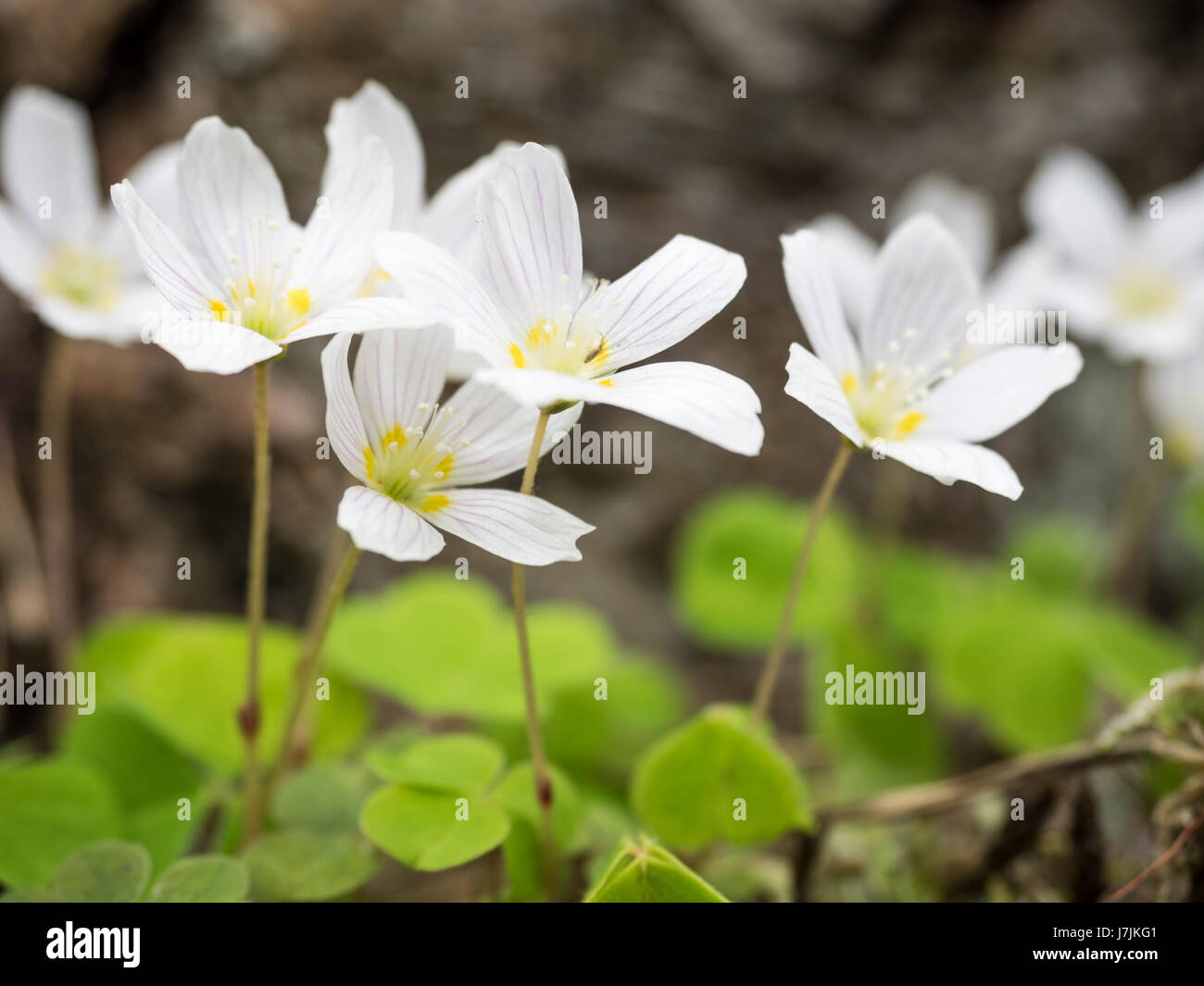 Compound trifoliate leaves hi-res stock photography and images - Alamy