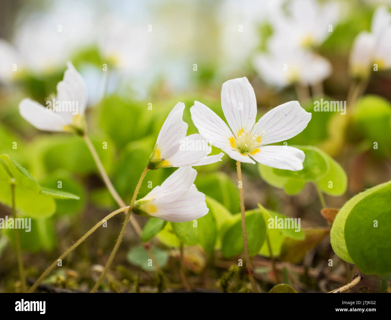 Trifoliate Compound Leaves High Resolution Stock Photography and Images ...