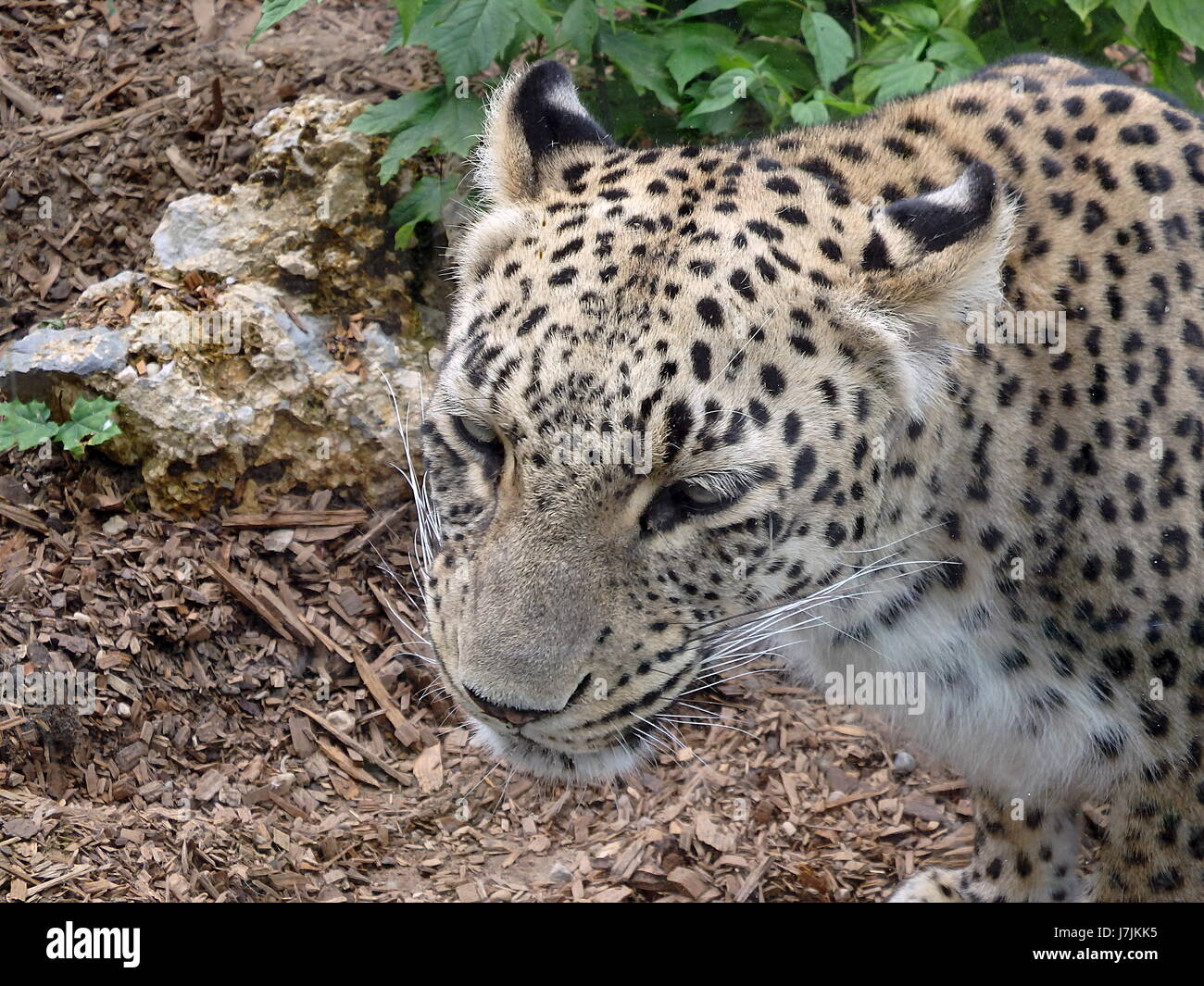 Leopard portrait,(Panthera pardus Stock Photo - Alamy