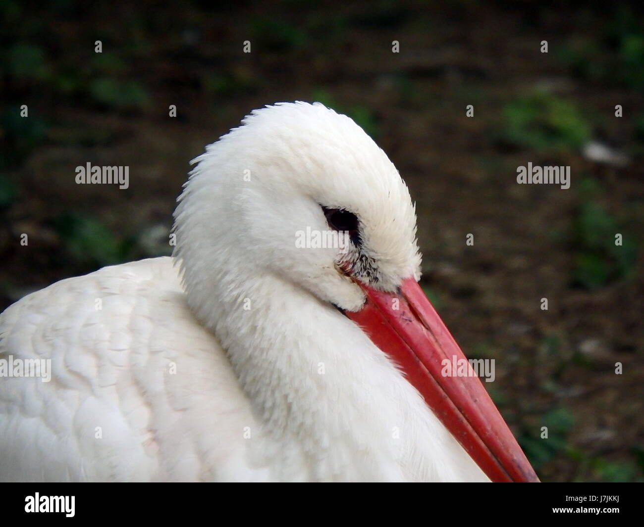 White leg feathering hi-res stock photography and images - Alamy