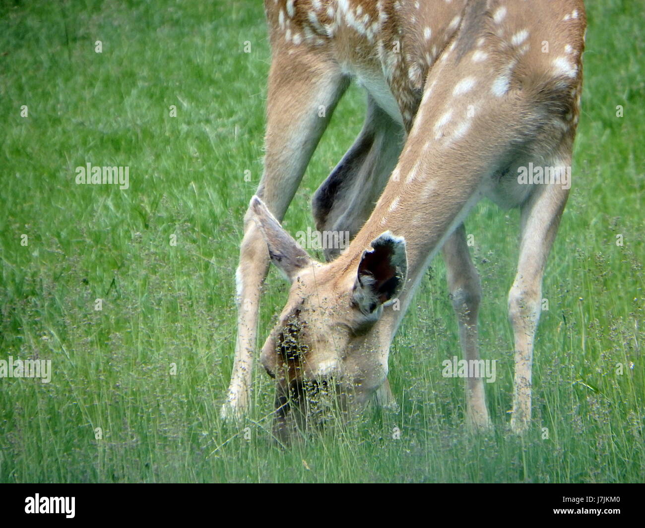 Grazing Deer daniel, (Dama dama), Wildlife animal Stock Photo - Alamy