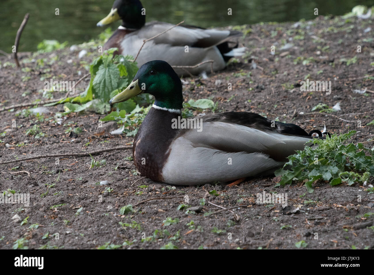 Mallard duck laying on the ground Stock Photo - Alamy