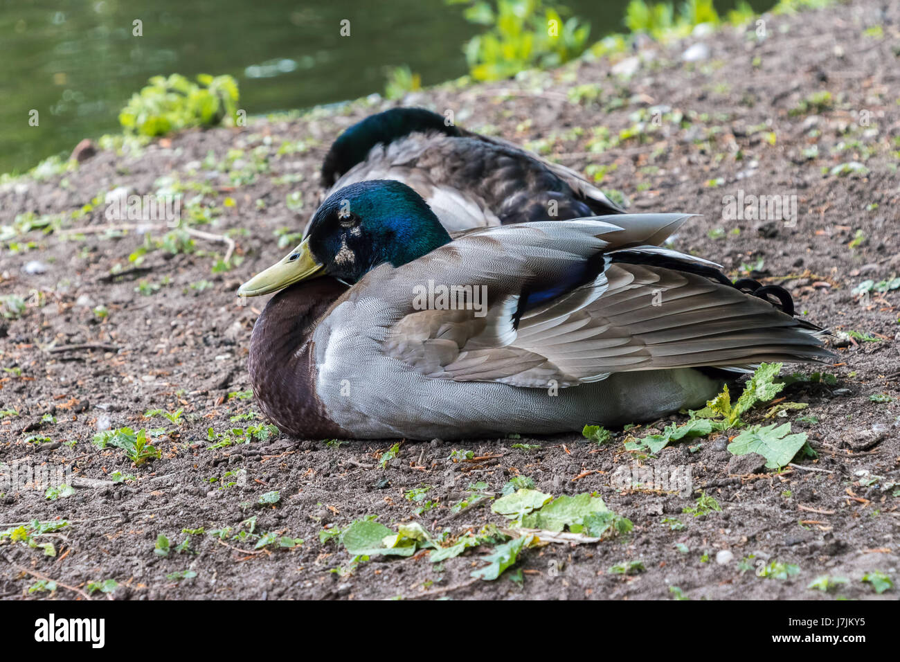 Mallard duck laying on the ground Stock Photo - Alamy