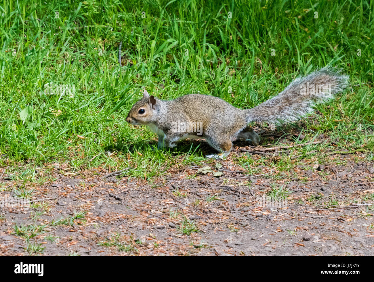 Grey squirrel running on the ground Stock Photo - Alamy