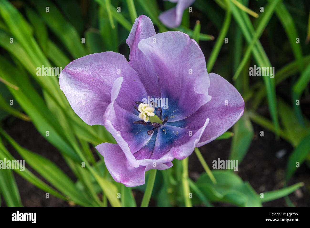 Open tulip flower hi-res stock photography and images - Alamy