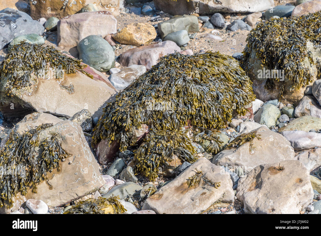 Seaweed growing on some rocks Stock Photo - Alamy