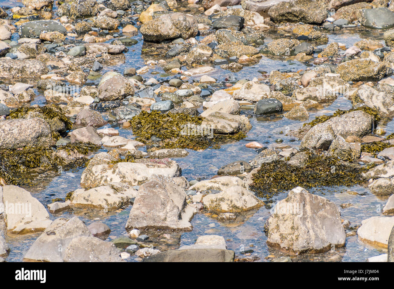 Seaweed growing on some rocks Stock Photo - Alamy
