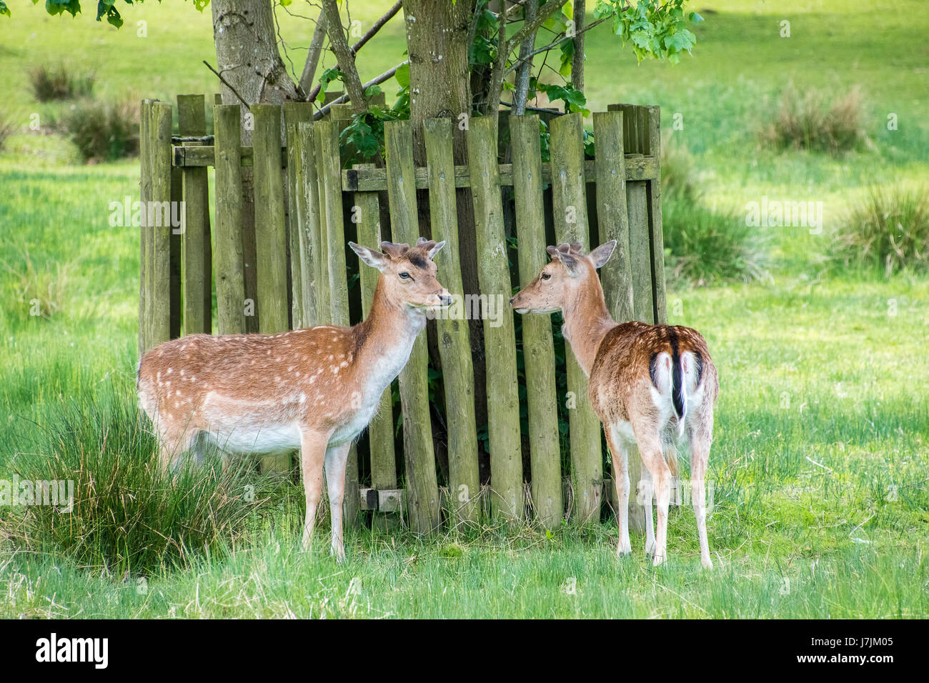 Two fallow deer standing near a tree Stock Photo - Alamy