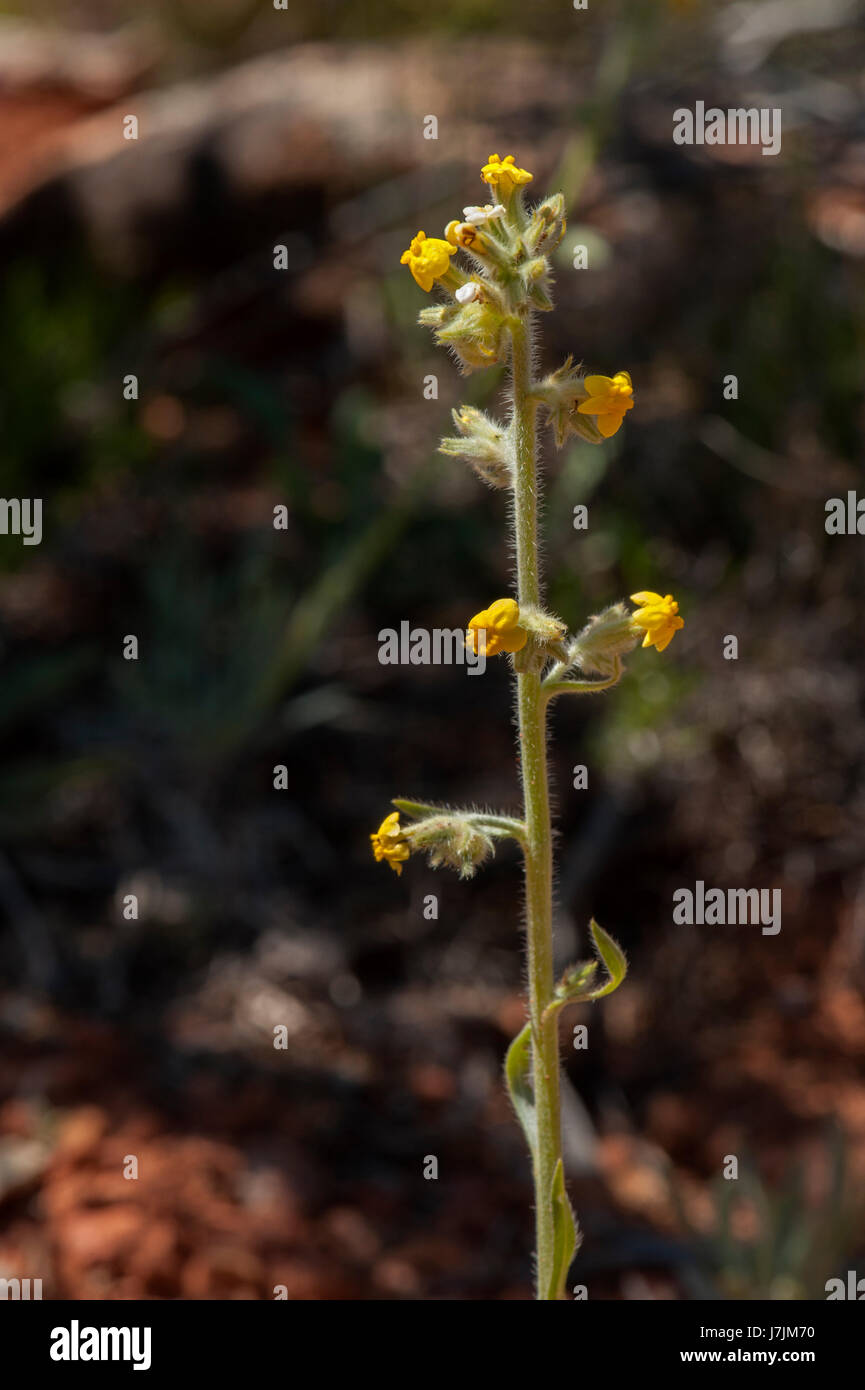 Yellow Cryptanth (Cryptantha flava) growing near Boulder, Utah Stock ...