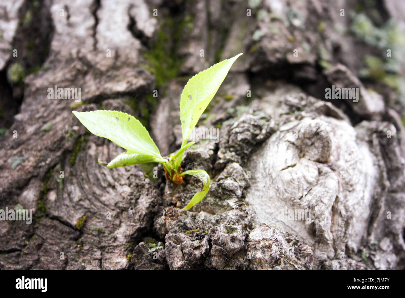 Sprout tree. Photo for your design. A little life. nature Stock Photo ...
