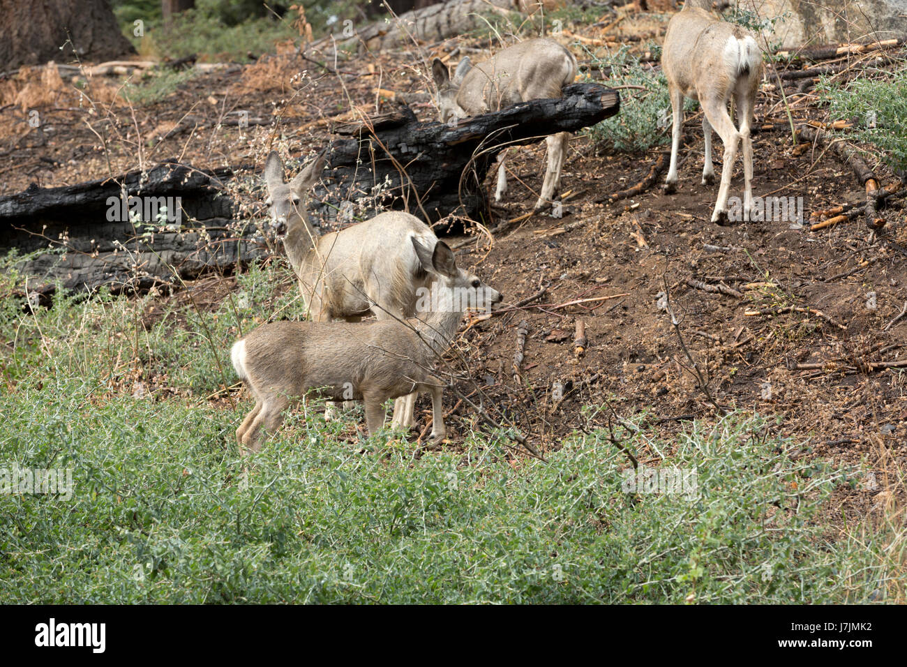 Mule deer herd graze, in the Sequoia National Park forest Stock Photo ...