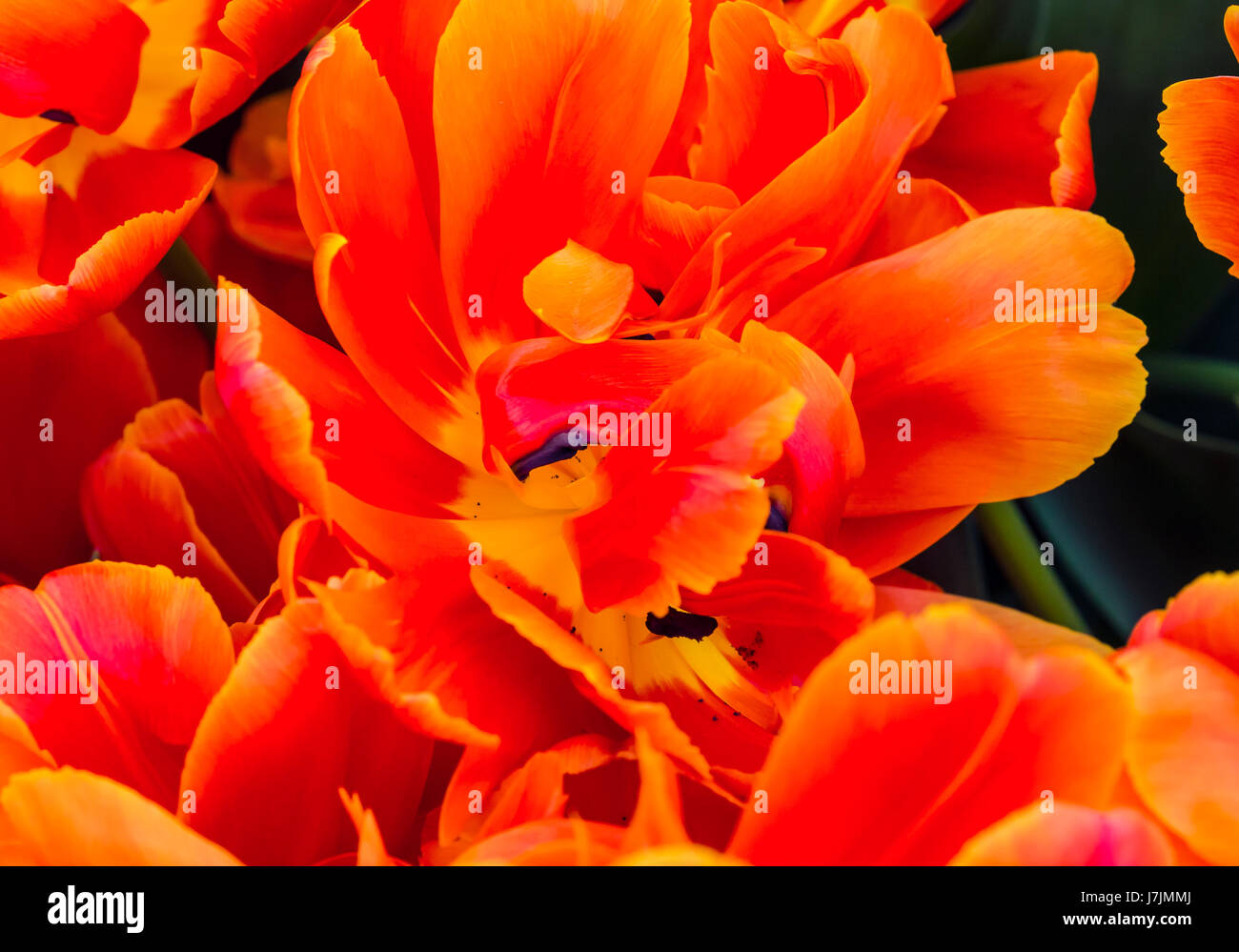 Red Orange Peony Fancy Tulips Keukenhoff Lisse Holland Netherlands ...