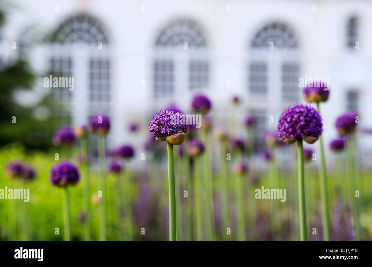 A general view of Allium flowers at The Royal Botanic Gardens, Kew ...