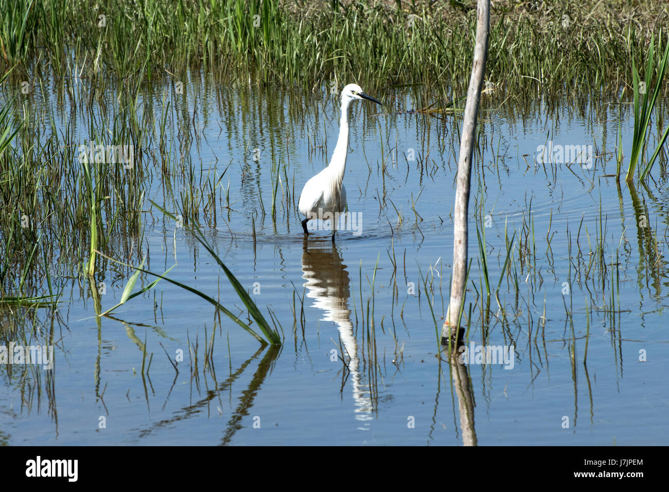 Little Egret standing upright in water Stock Photo - Alamy