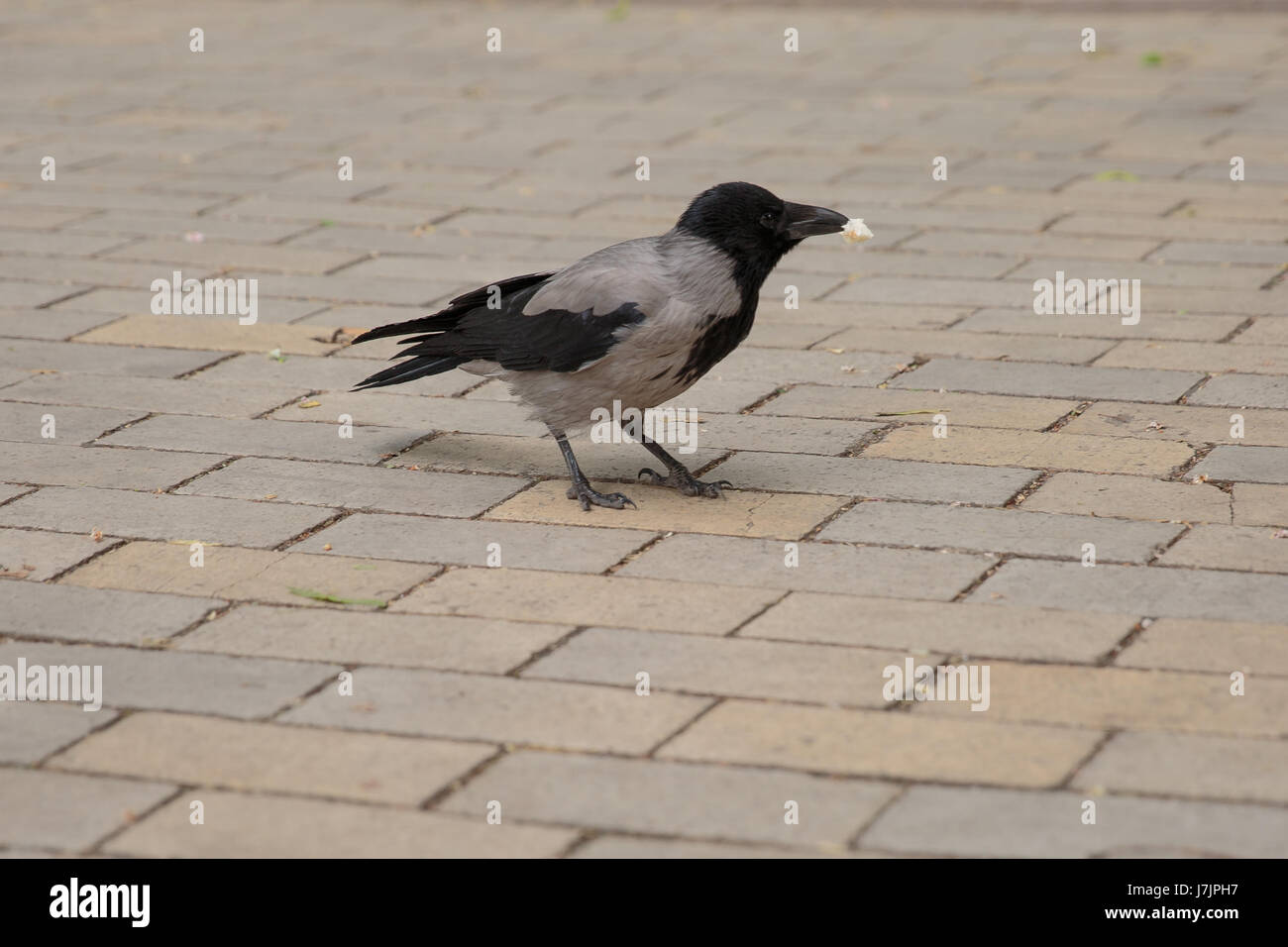 Crow a jay costs on a stone blocks Stock Photo - Alamy