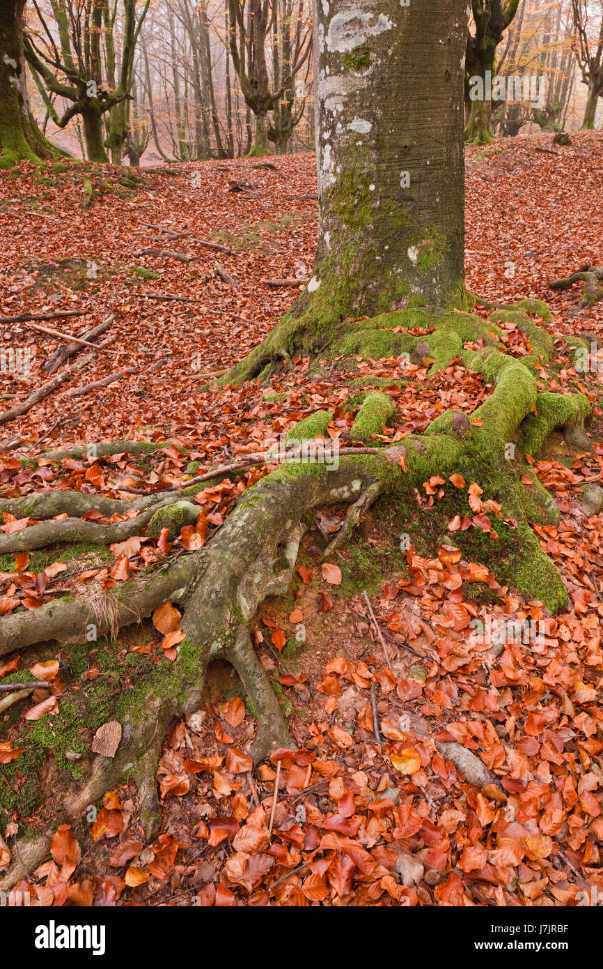leaf colour tree trees ground soil earth humus leaves coloured ...
