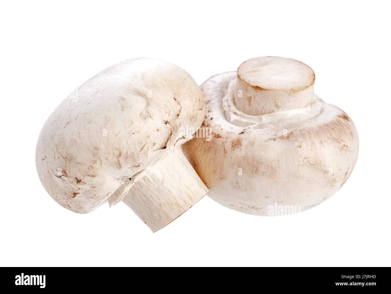 Mushroom champignon isolated on white background with clipping path ...
