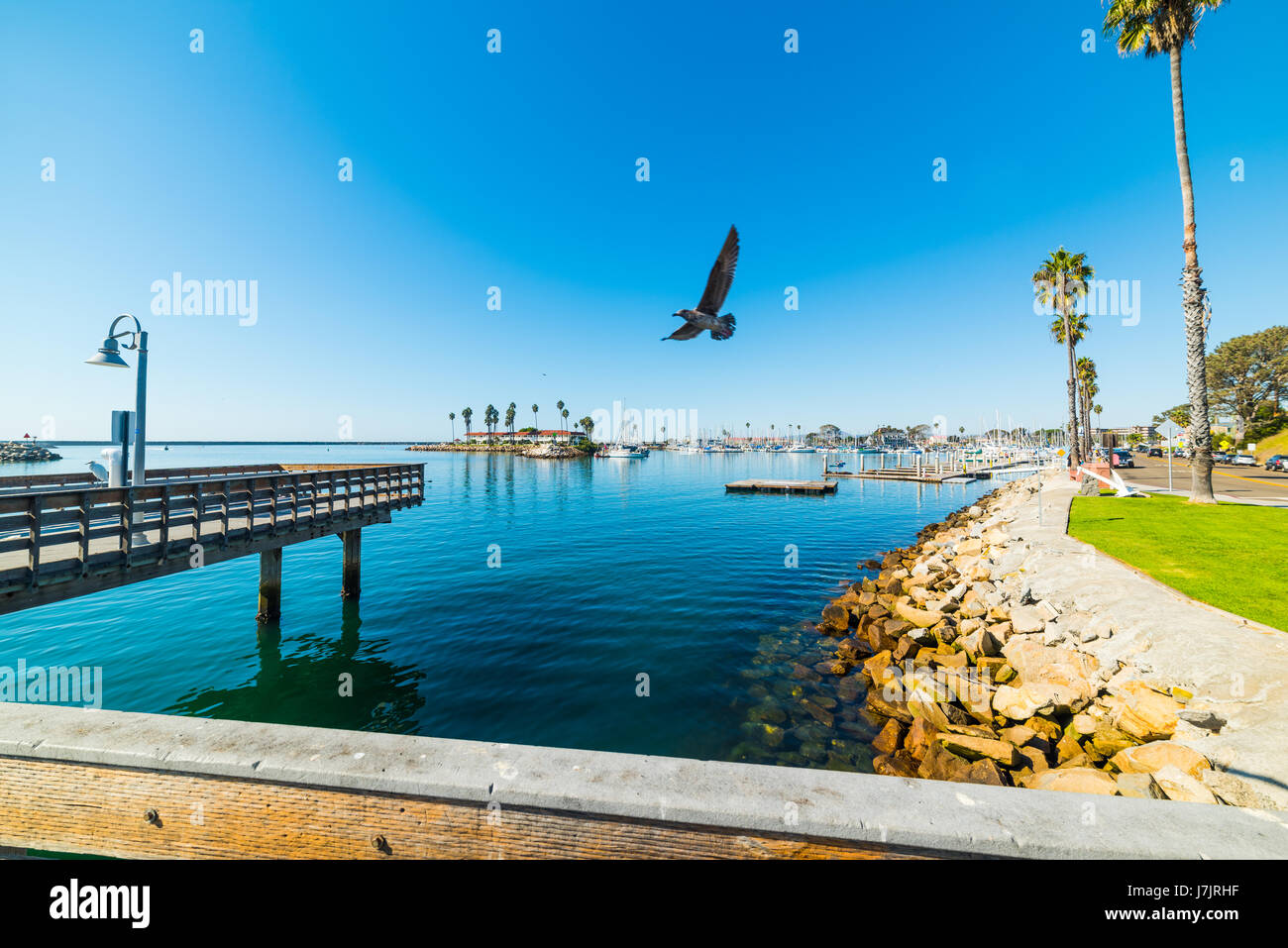 Seagull flying over Oceanside harbor, California Stock Photo - Alamy