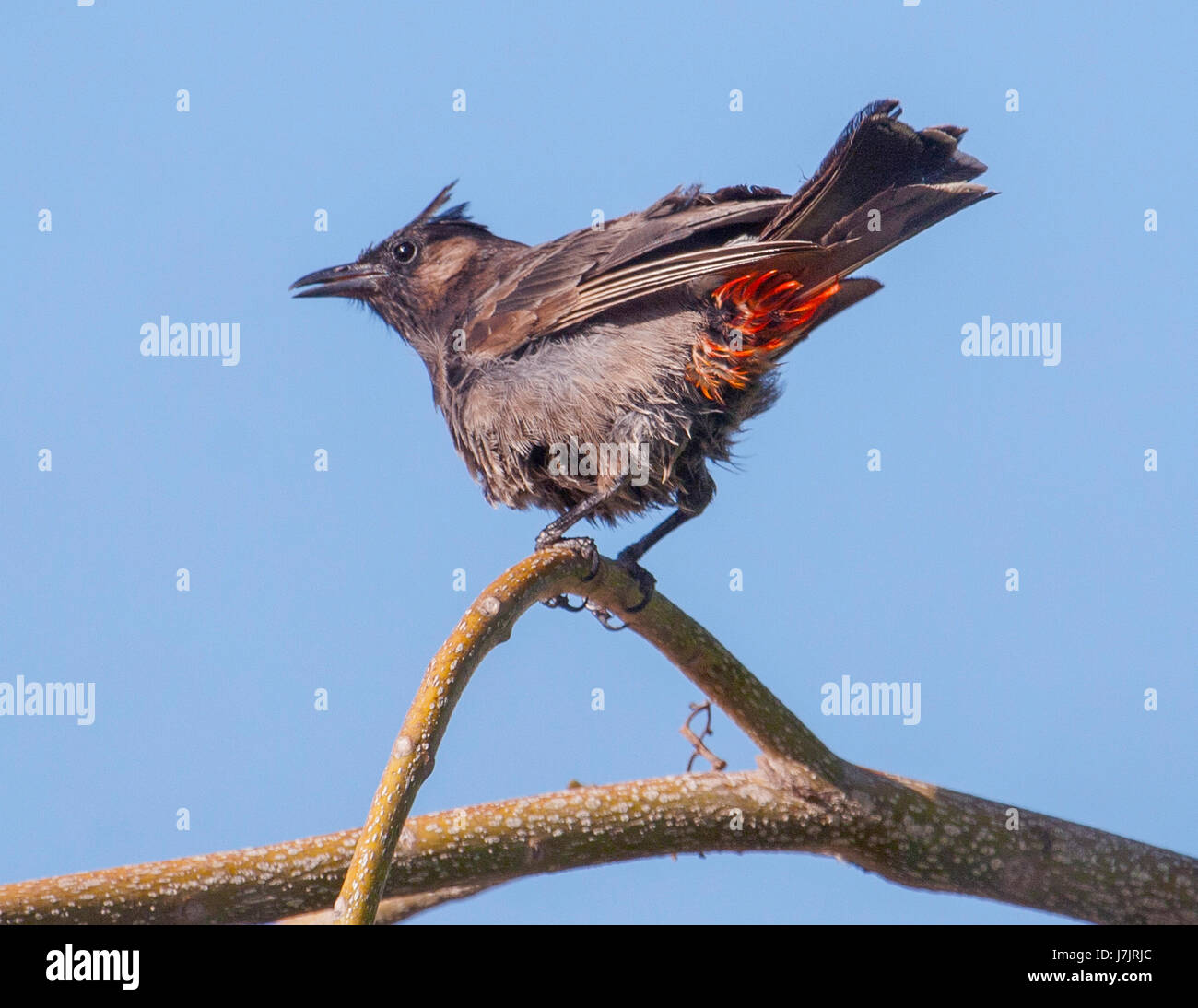 Red Vented Bulbul Stock Photo - Alamy
