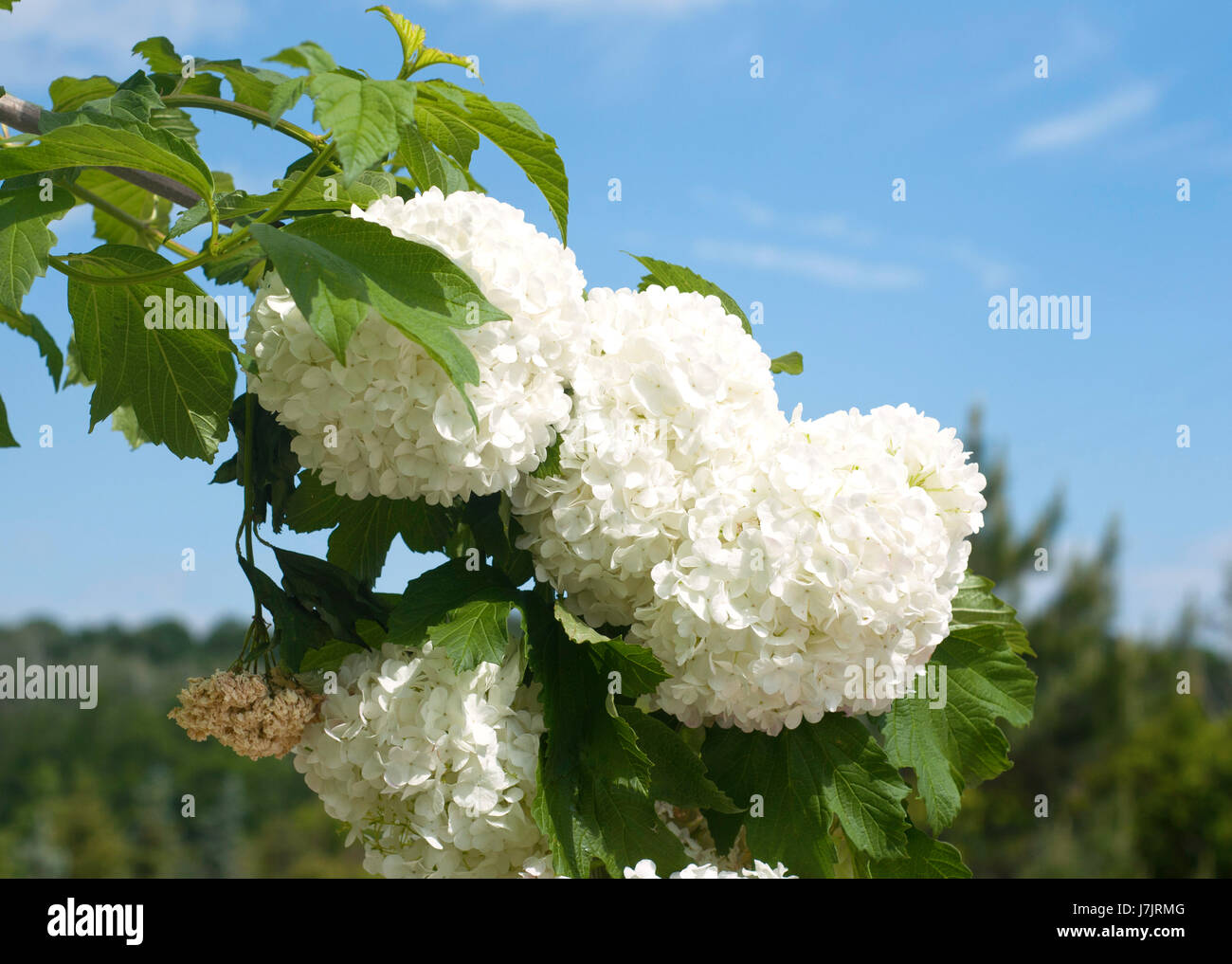 Snowball tree (Viburnum opulus) in garden on the blue sky Stock Photo ...