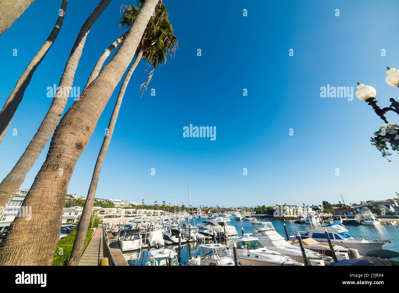 Palm trees in Balboa island harbor, California Stock Photo - Alamy