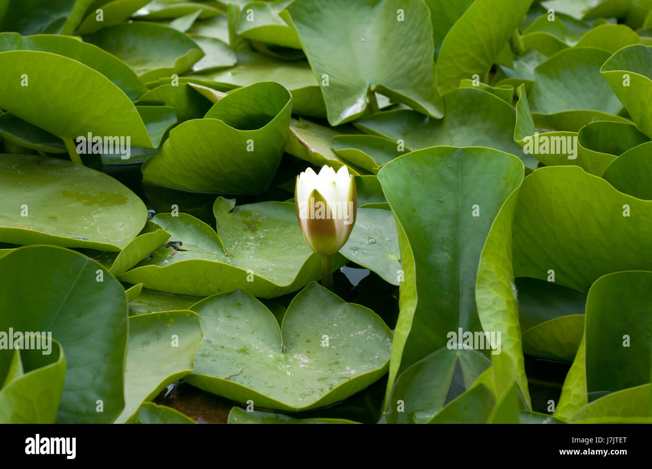 Untouched elegance hi-res stock photography and images - Alamy