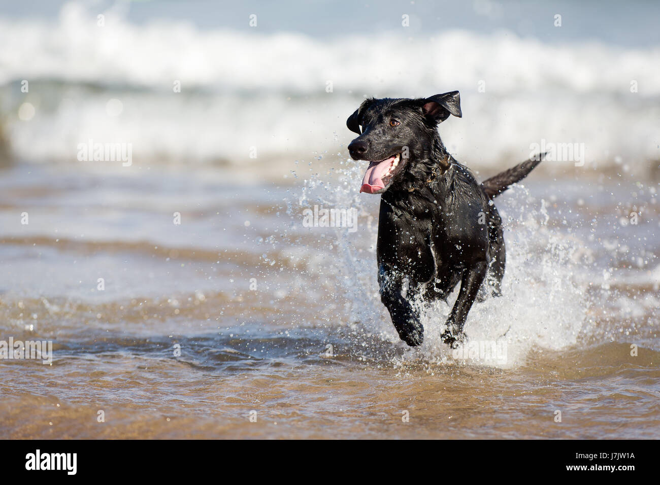 Dogs playing on the beach Stock Photo - Alamy