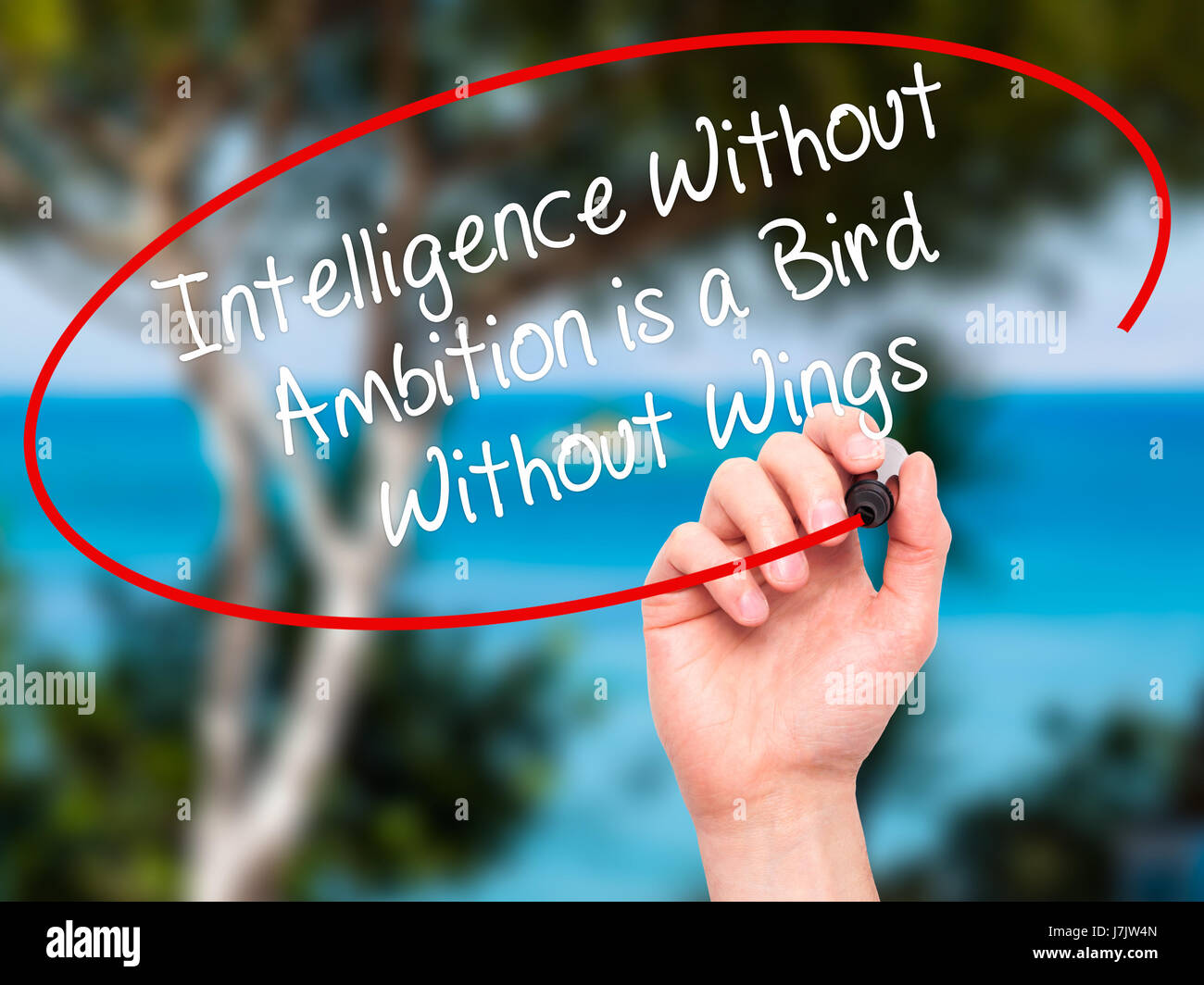 Man Hand writing Intelligence Without Ambition is a Bird Without Wings ...