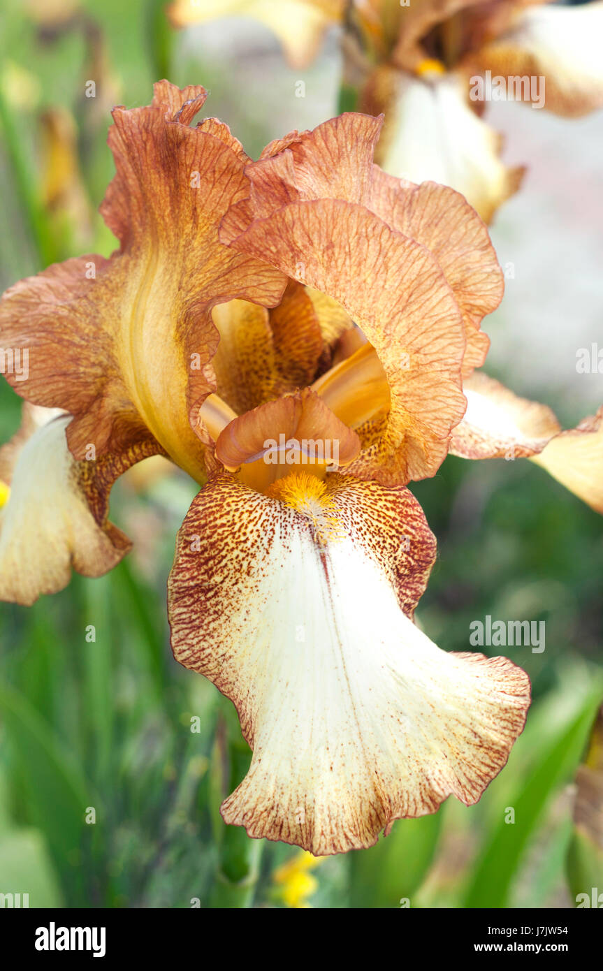 Brown with yellow an iris bearded. The blossoming iris Stock Photo - Alamy