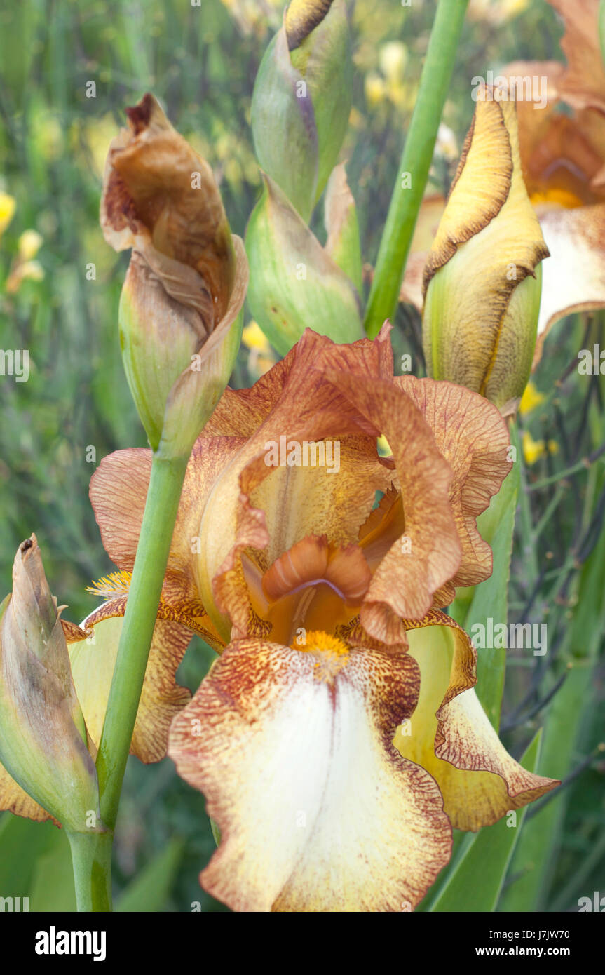 Brown with yellow an irises bearded. The blossoming iris. Flower ...