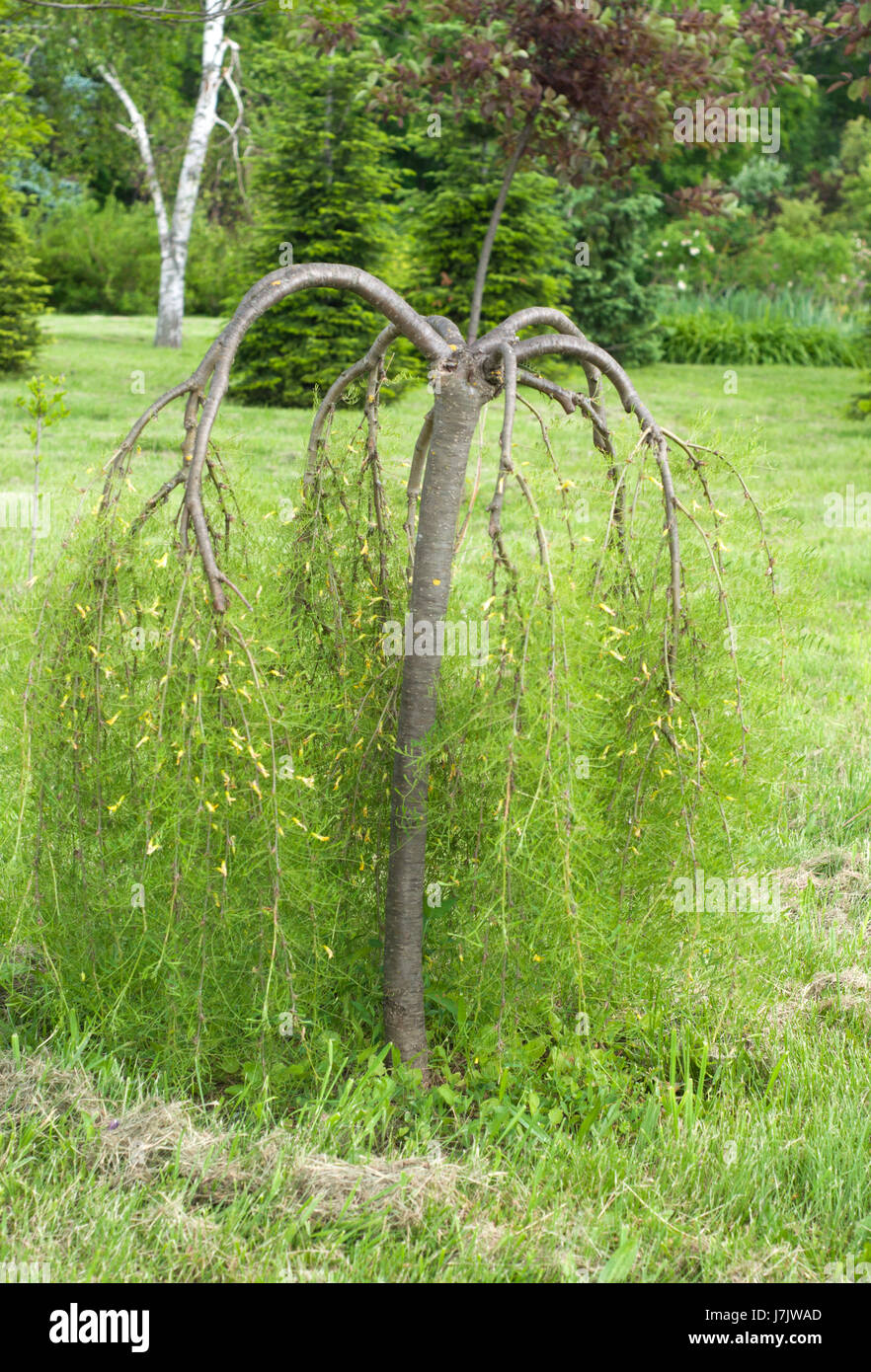 Trees that grow with the branches down in a park Stock Photo - Alamy