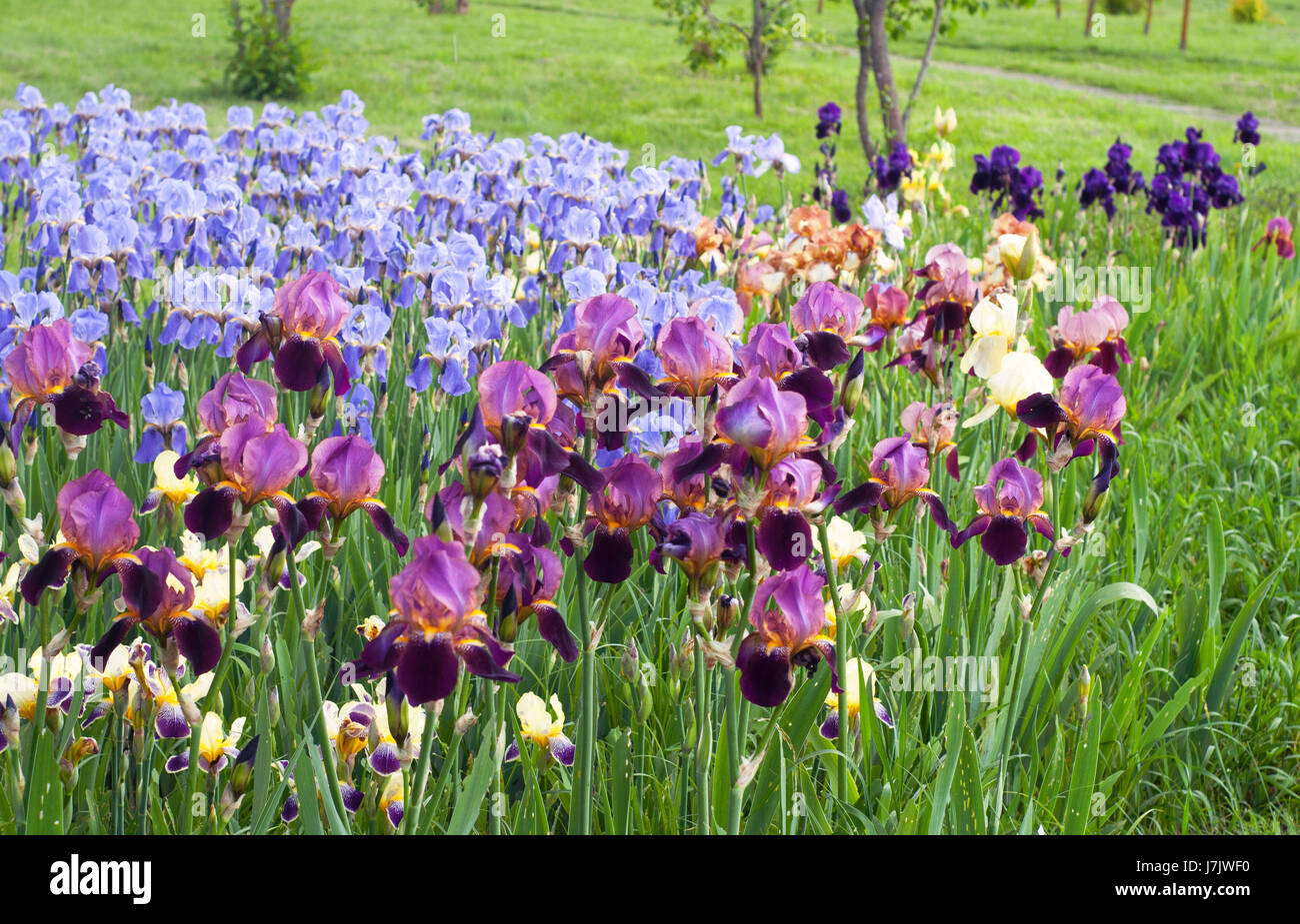 Colored irises in park. Ground of irises on the blurred green ...