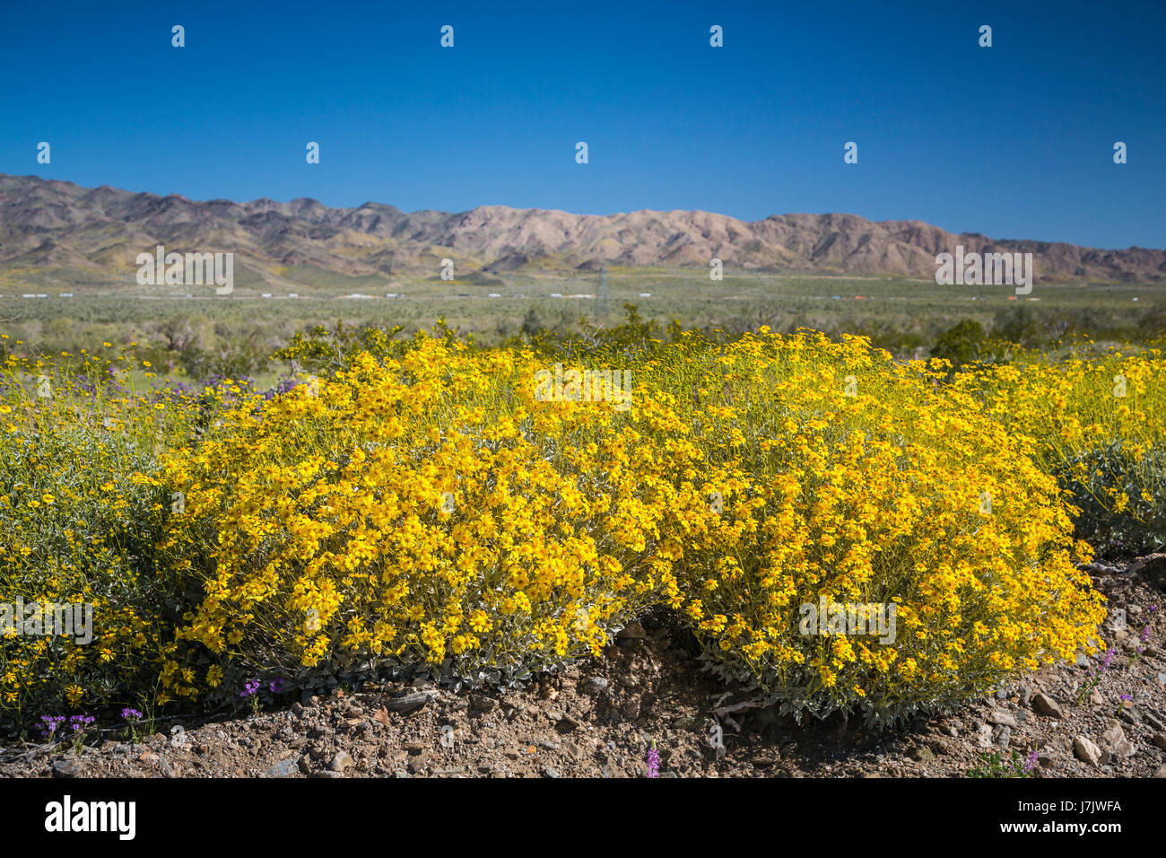 Spring desert wildflowers in the Box Canyons of the Orocopia Mountains ...