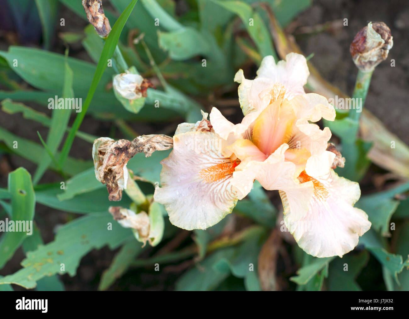 Beige iris flower blooming hi-res stock photography and images - Alamy