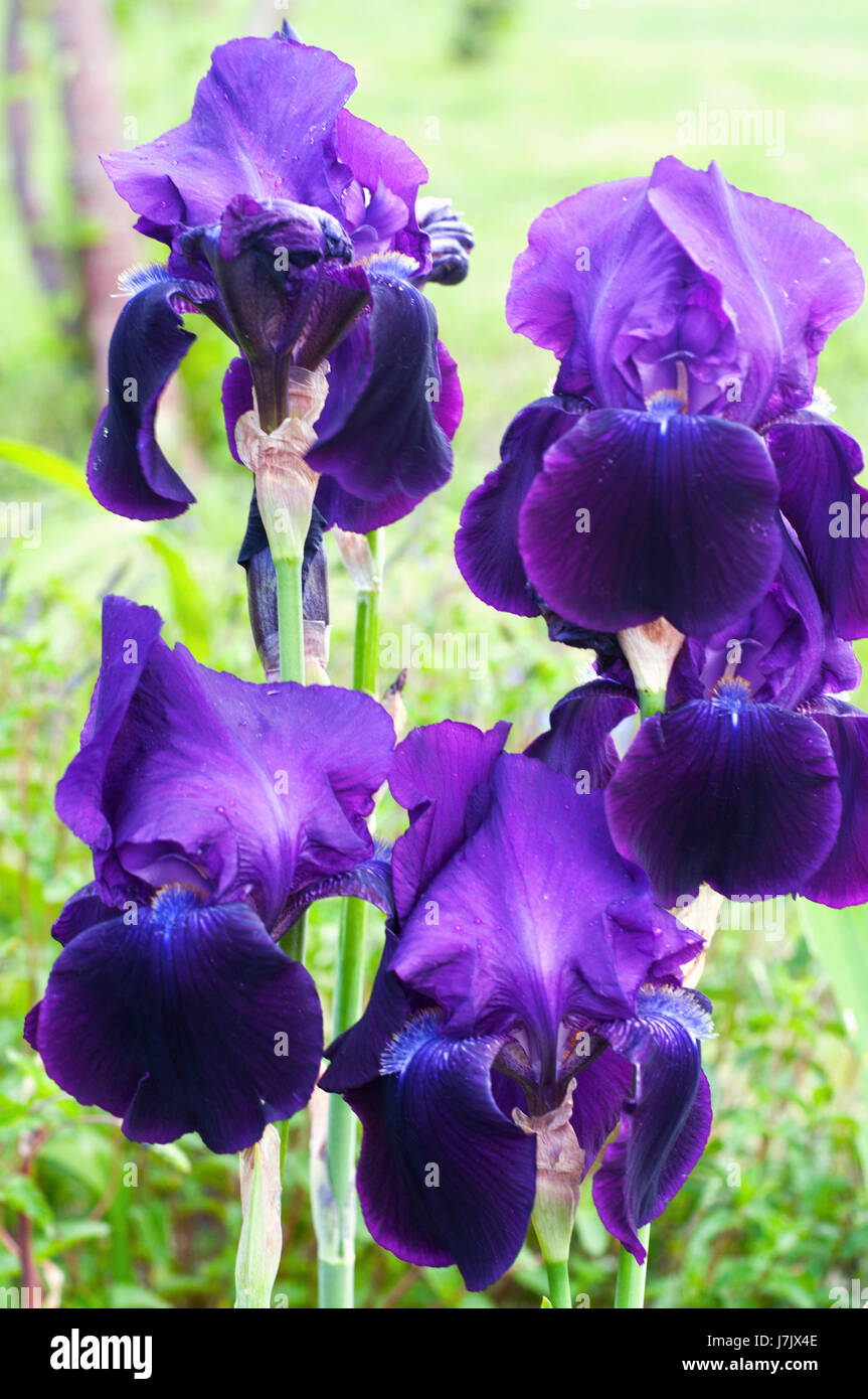 A group of beautiful Deep Purple Irises in the garden Stock Photo - Alamy